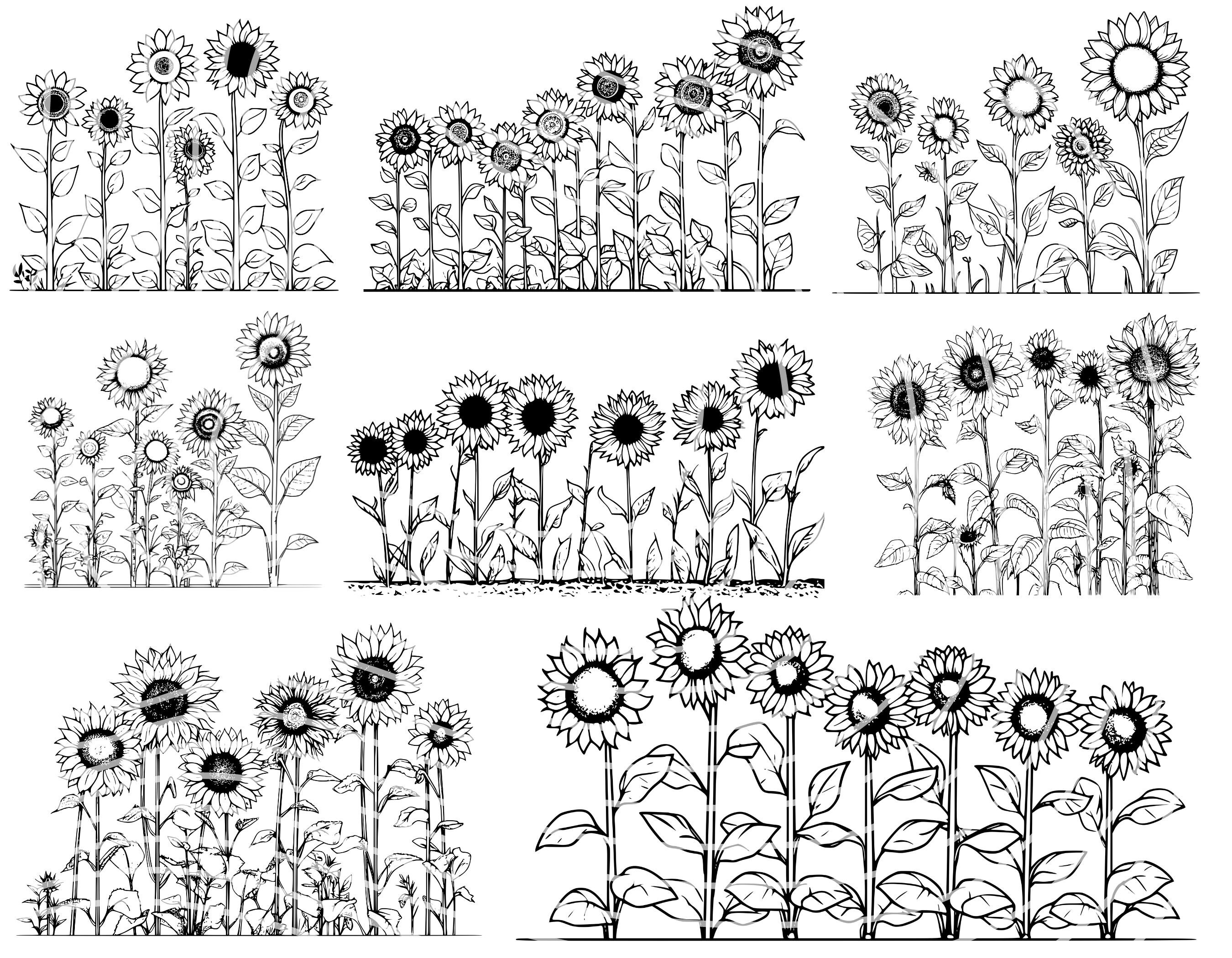 20 Sunflower Row SVG and PNG Bundle - Sunflower Black and White Svg ...