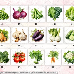40 Watercolor Vegetables PNG Clipart Bundle, Tomato, Carrot, Corn ...