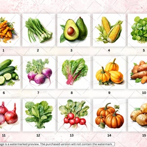40 Watercolor Vegetables PNG Clipart Bundle, Tomato, Carrot, Corn ...