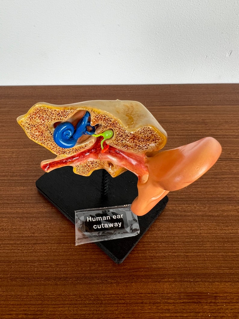 Anatomical Model of Human Ear - Etsy