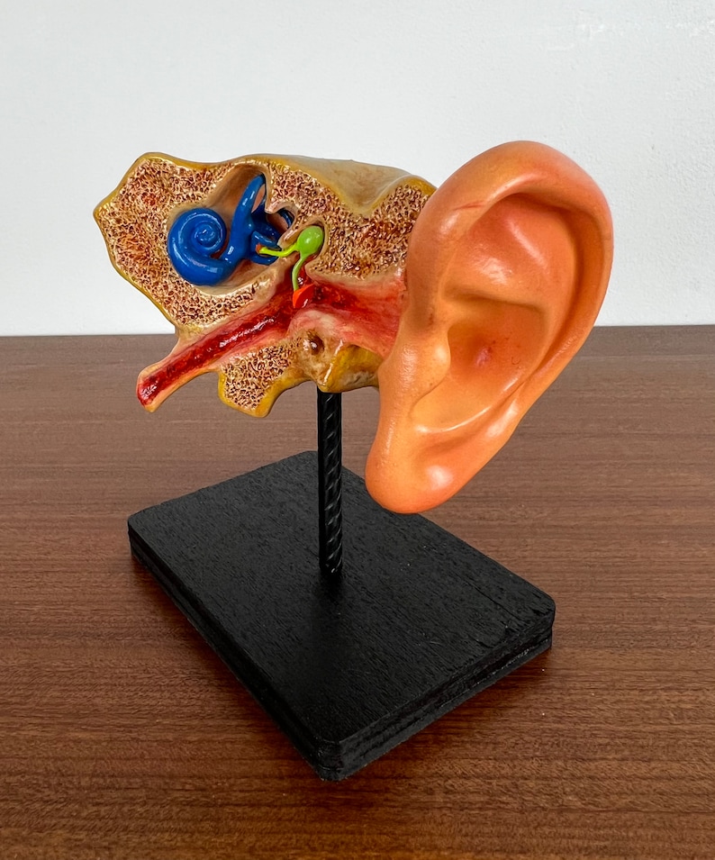 Anatomical Model of Human Ear - Etsy