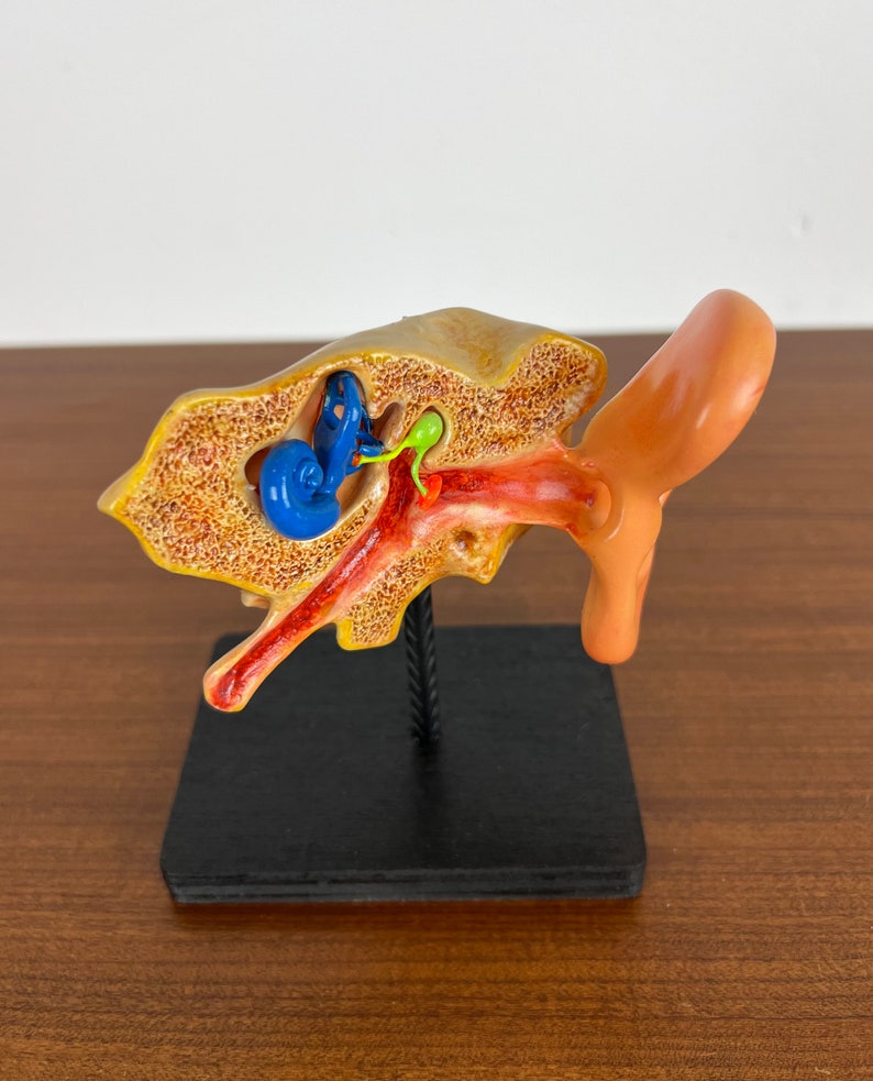 Anatomical Model of Human Ear - Etsy