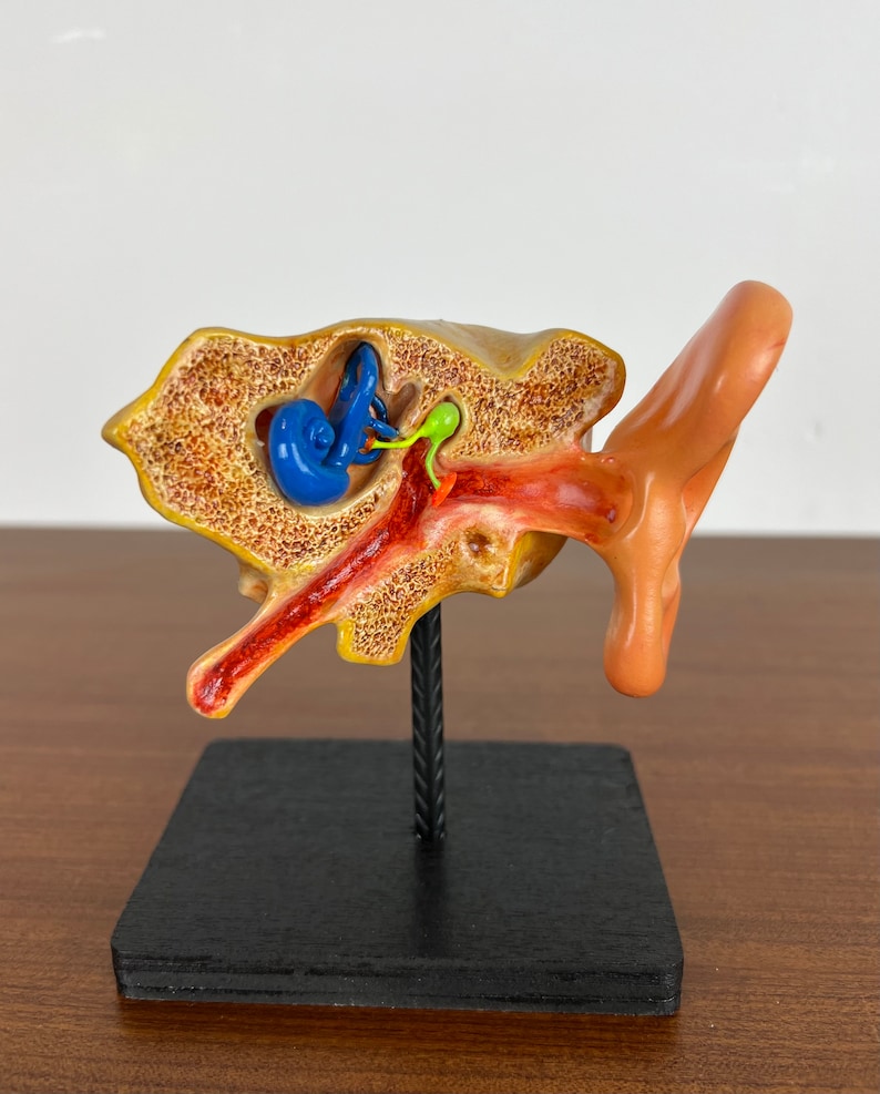 Anatomical Model of Human Ear - Etsy