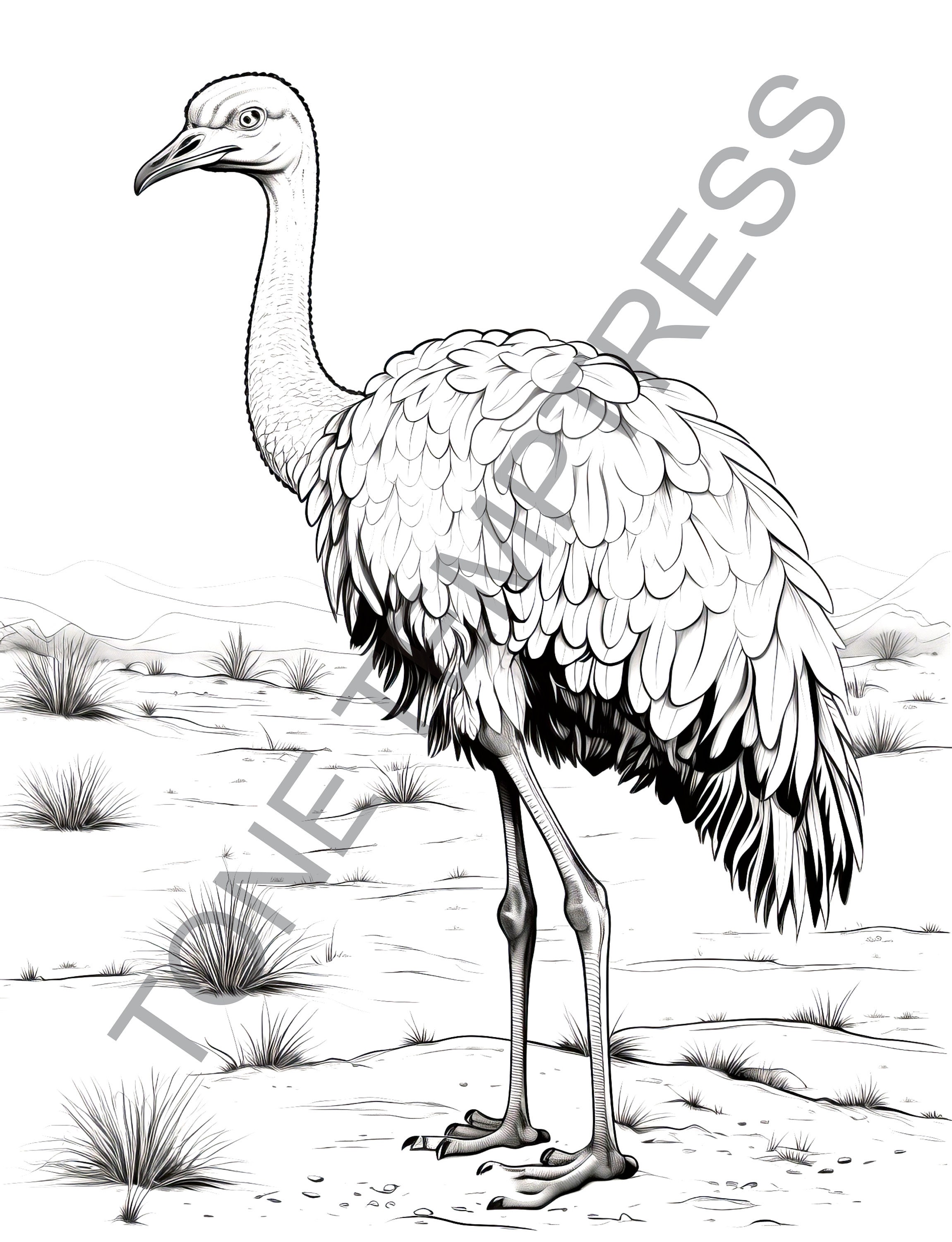 25 Beautiful Birds Coloring Page Book for Adults, Teens, and Kids, Bird ...