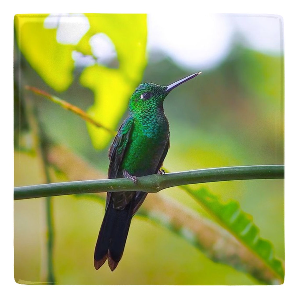 Hummingbirds of Costa Rica Magnets. Four (per Set) Unique Photo 2"x2 ...
