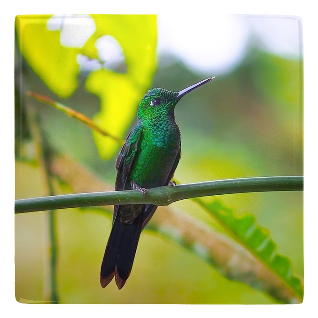 Hummingbirds of Costa Rica Magnets. Four (per Set) Unique Photo 2"x2 ...