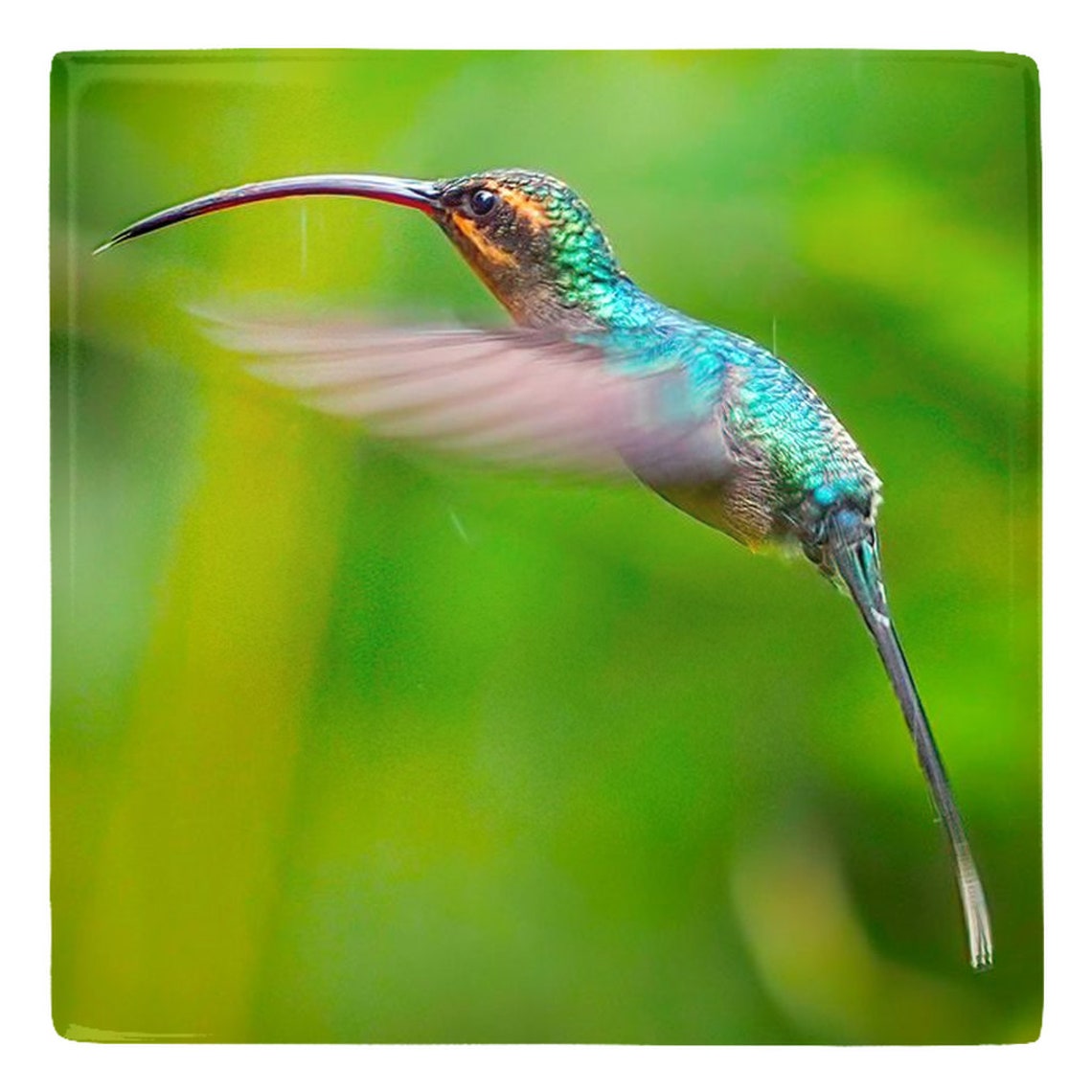 Hummingbirds of Costa Rica Magnets. Four (per Set) Unique Photo 2"x2 ...