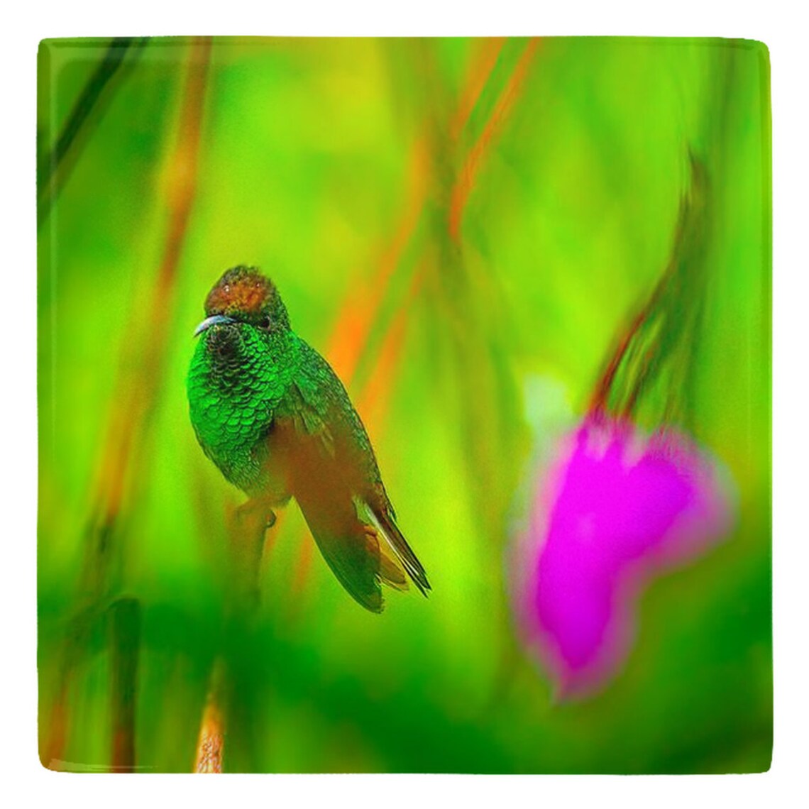 Hummingbirds of Costa Rica Magnets. Four (per Set) Unique Photo 2"x2 ...