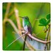 Hummingbirds of Costa Rica Magnets. Four (per Set) Unique Photo 2"x2 ...
