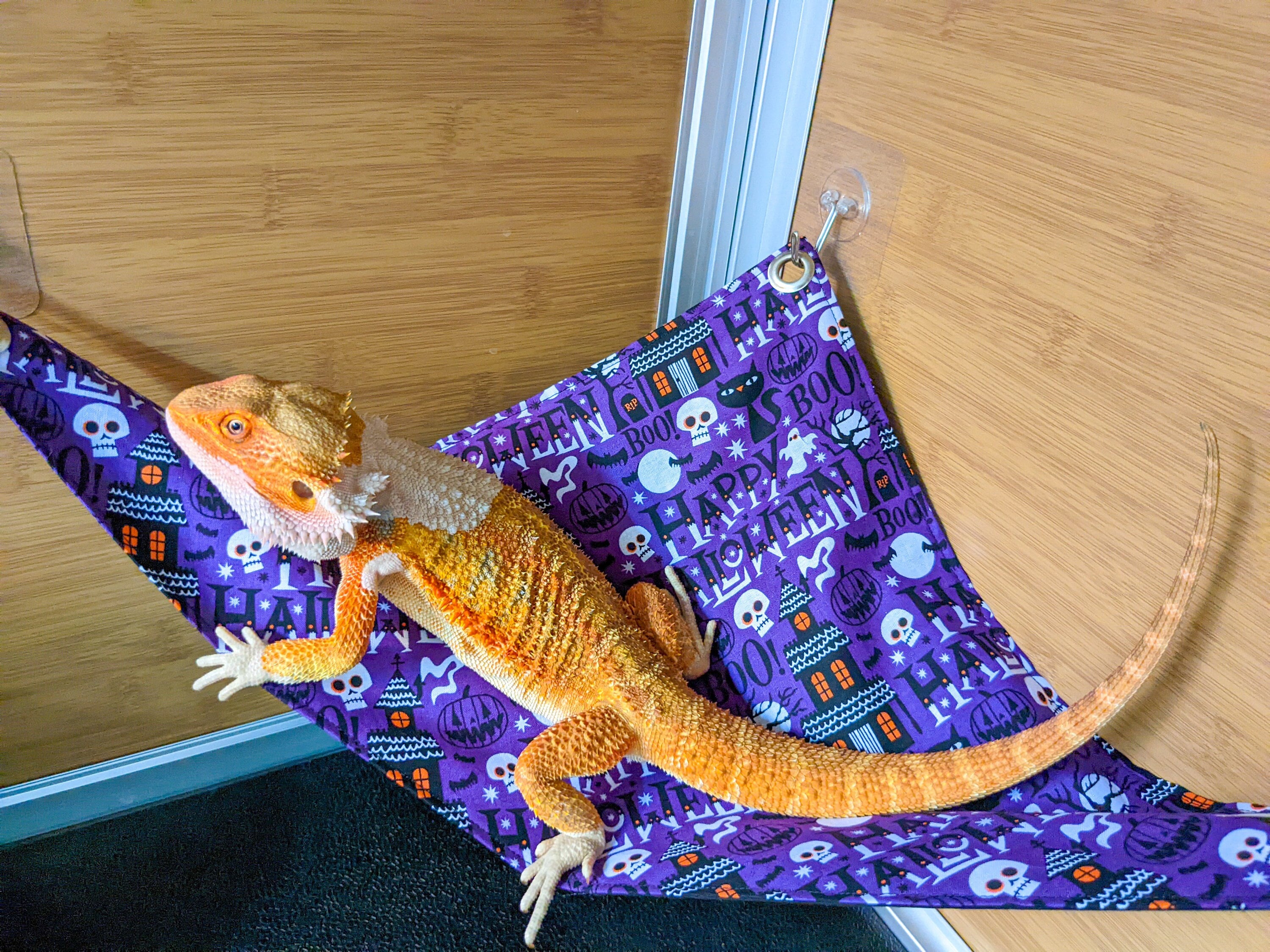 Bearded Dragon Halloween Hammock multiple Designs Available - Etsy