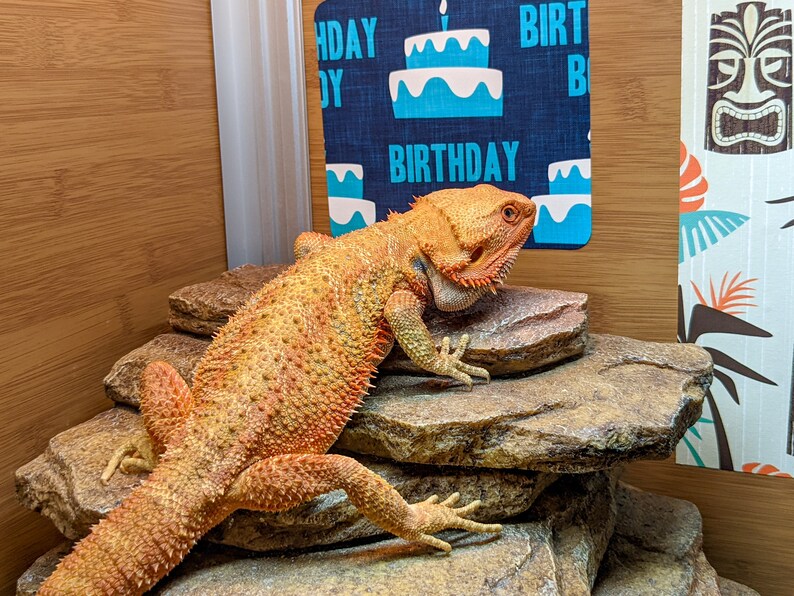 Bearded Dragon Birthday Background Habitat Art Accessories for - Etsy