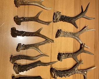 Premium Roe Deer Antlers | SINGLE Premium Quality Antler | Natural ...
