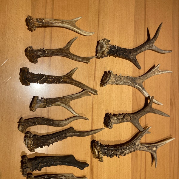 Deer Antler Mount - Etsy