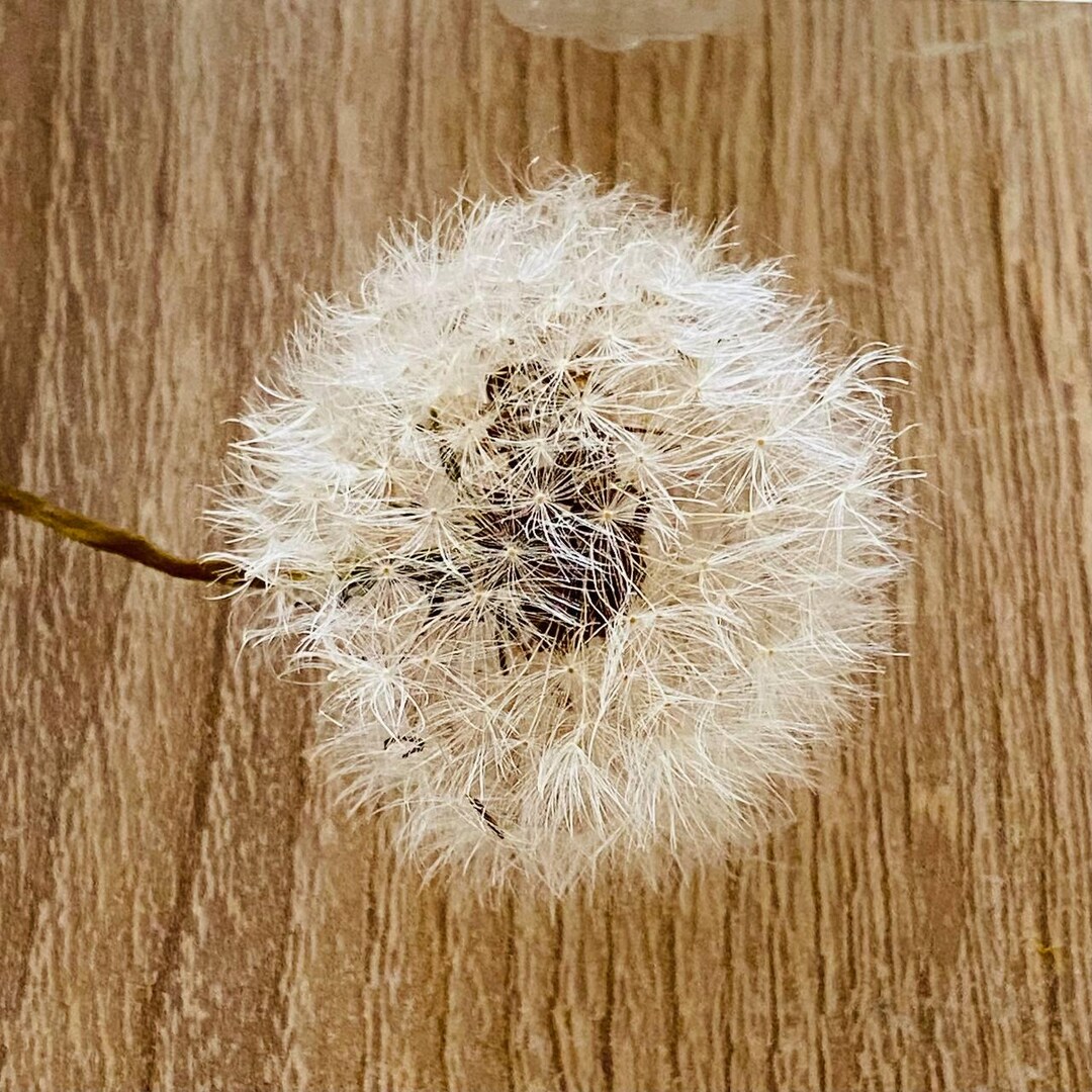 Dandelion Dried Flowers DIY Materials for Resin Art Real Dried ...