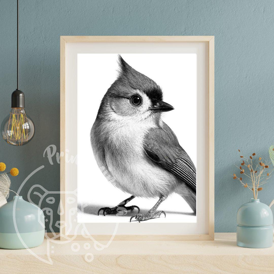 Tufted Titmouse Art, Songbird Portrait, 300 DPI Digital Print, Black ...