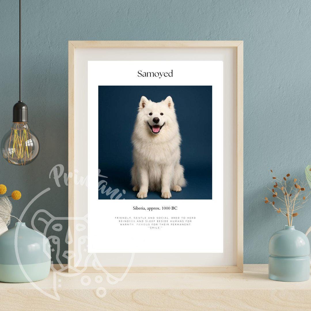 Samoyed Portrait Cheerful Dog Studio Wall Art High Quality Digital ...