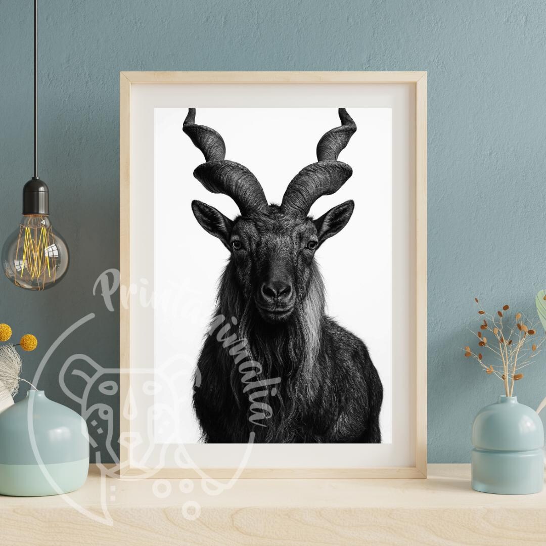 Markhor Portrait | Mountain Goat Wall Art | Wildlife Photography ...