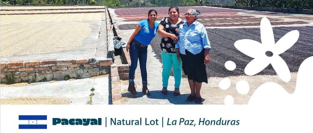 Pacayal Natural Lot La Paz, Honduras - Etsy