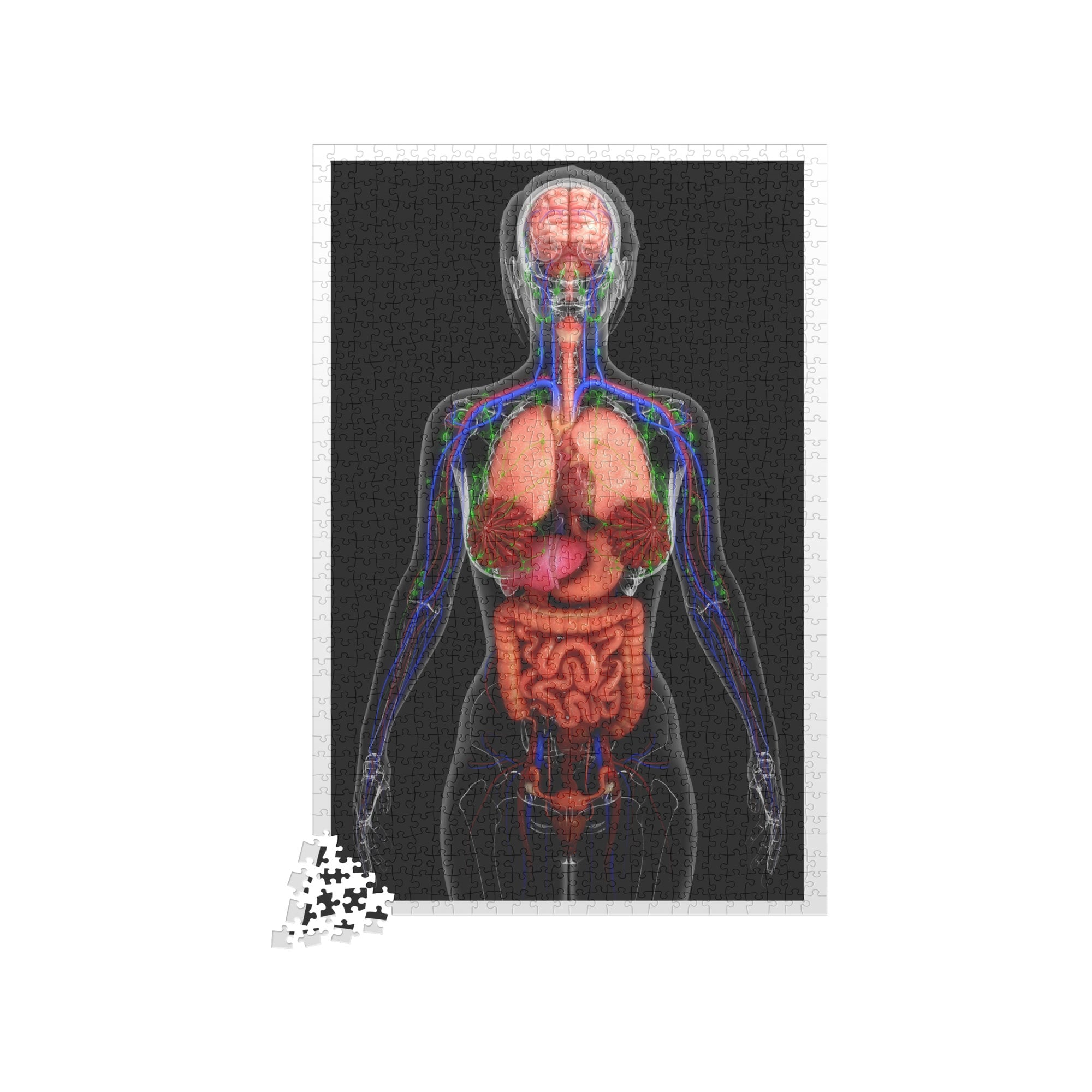 Human Female Body Organs