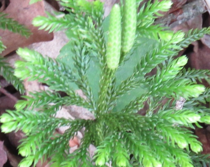 Princess Pine Clubmoss - Etsy