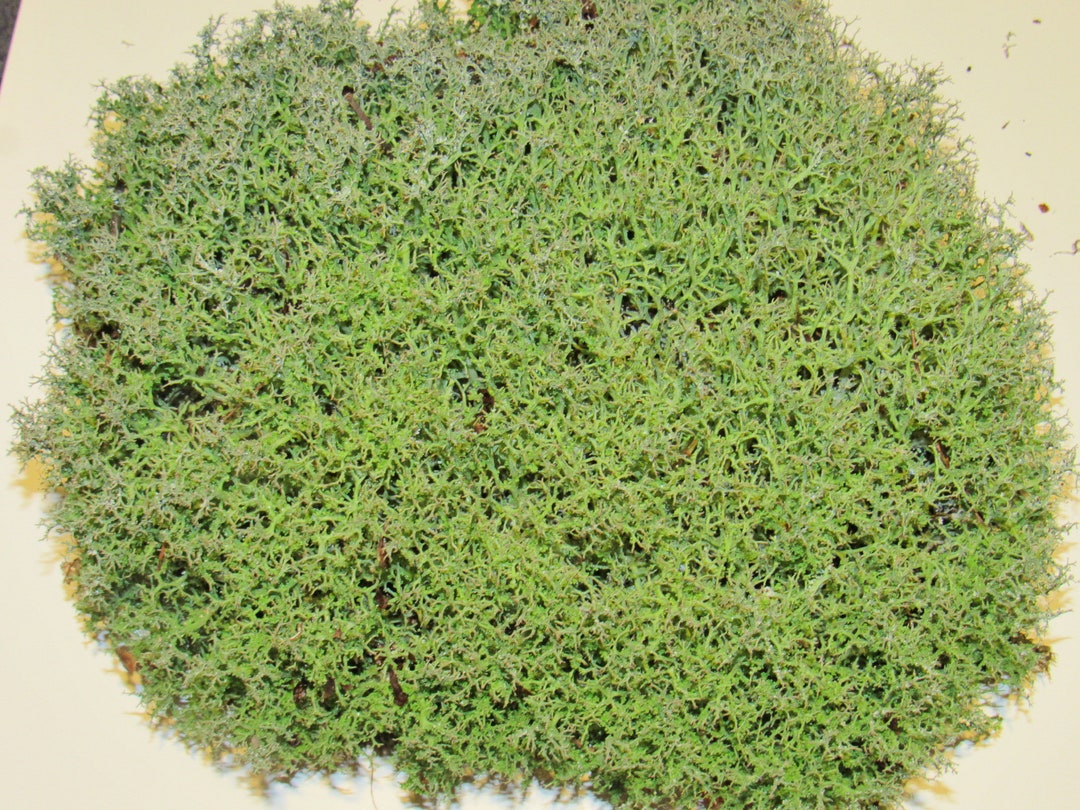 Reindeer Moss - Etsy