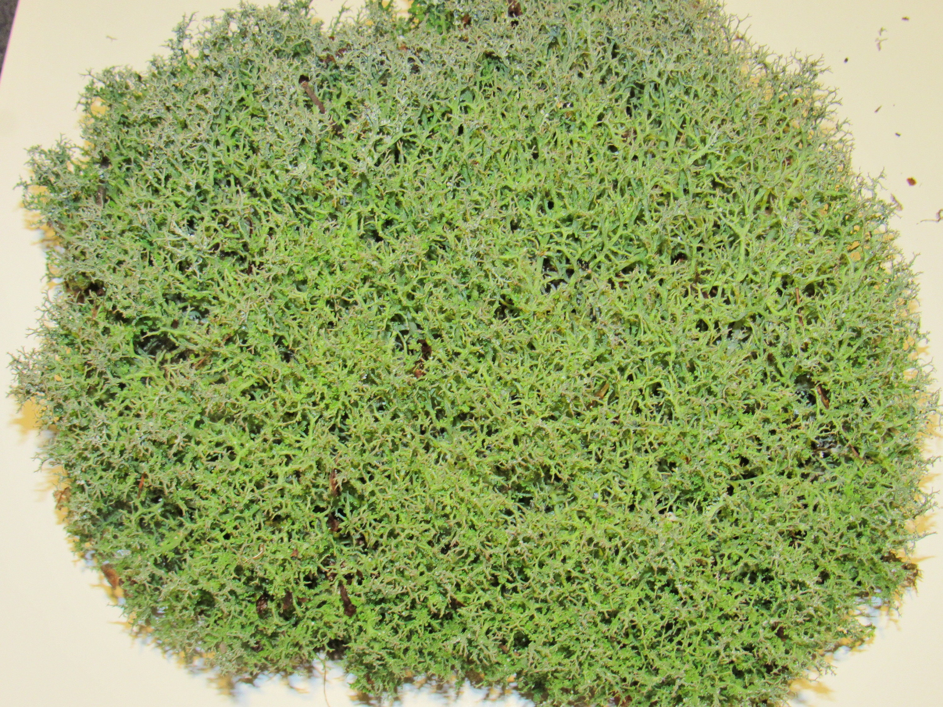 Reindeer Moss - Etsy