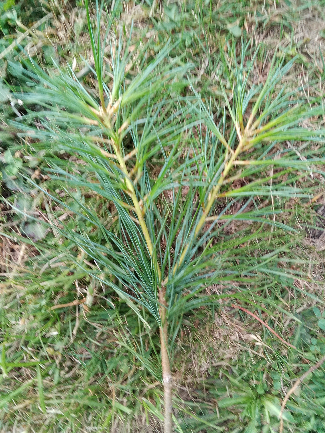 2 Eastern White Pine Seedlings - Etsy