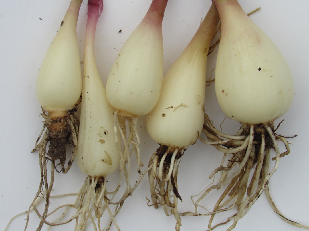 Ramp/wild Leek Bulbs - Etsy