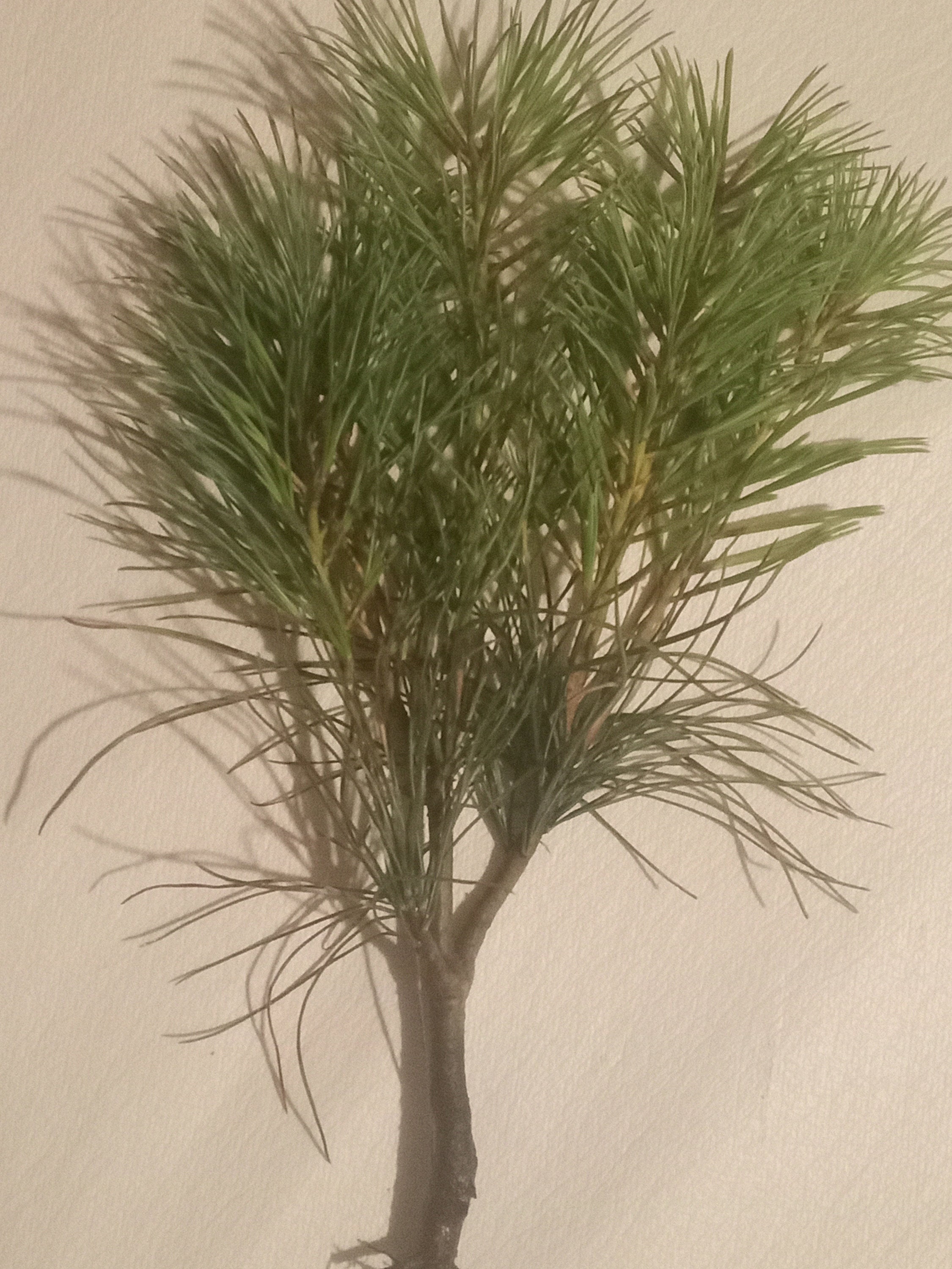 2 Eastern White Pine Seedlings - Etsy