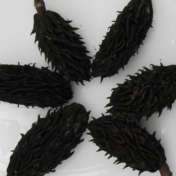 Magnolia Pods - Etsy