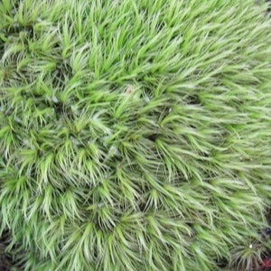 Live Moss - Etsy