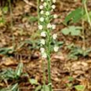 5 Rattle Snake Orchid Plants - Etsy