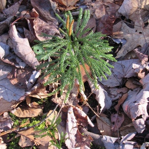 Princess Pine Clubmoss - Etsy