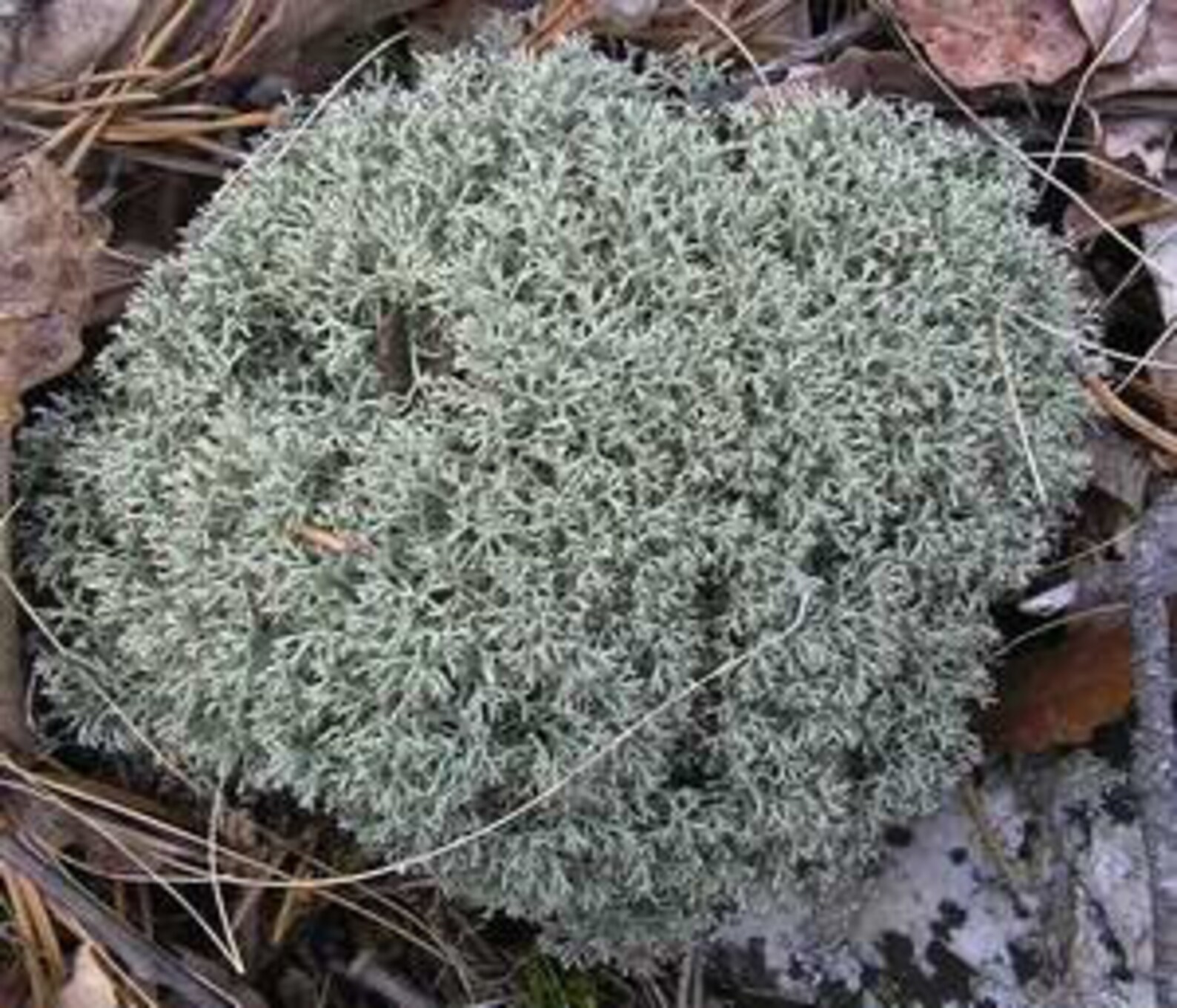 Reindeer Moss - Etsy