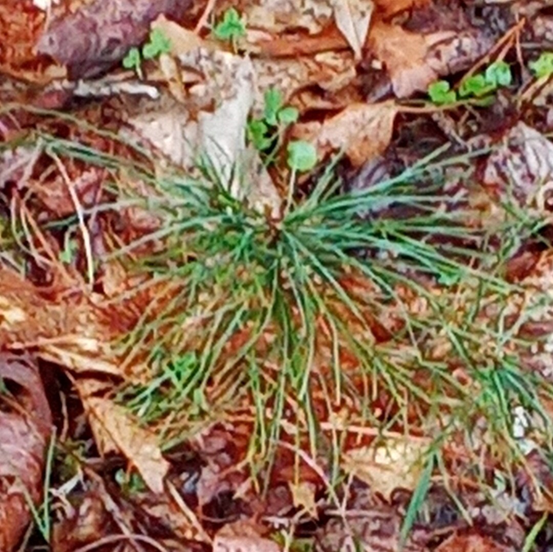 2 Eastern White Pine Seedlings - Etsy