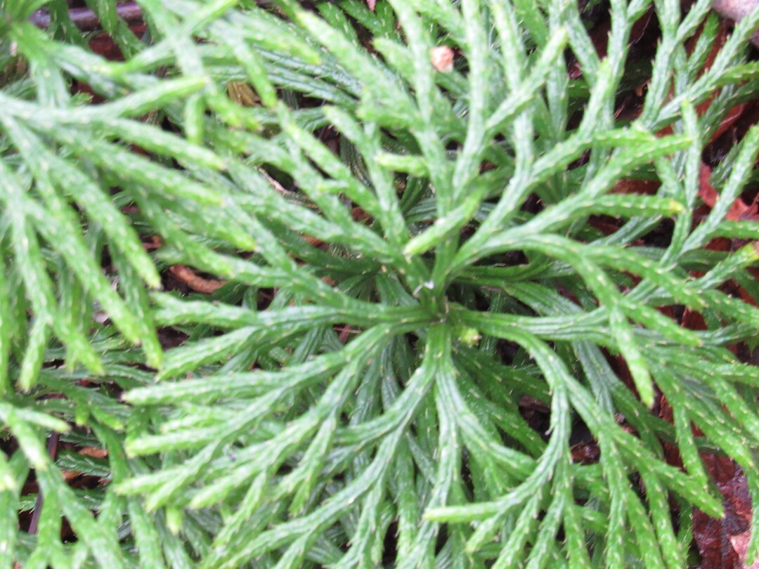 Fan Club Moss 3 Starter Plants - Etsy