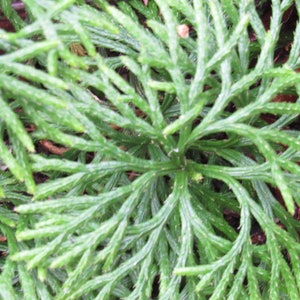 Fan Club Moss 3 Starter Plants - Etsy