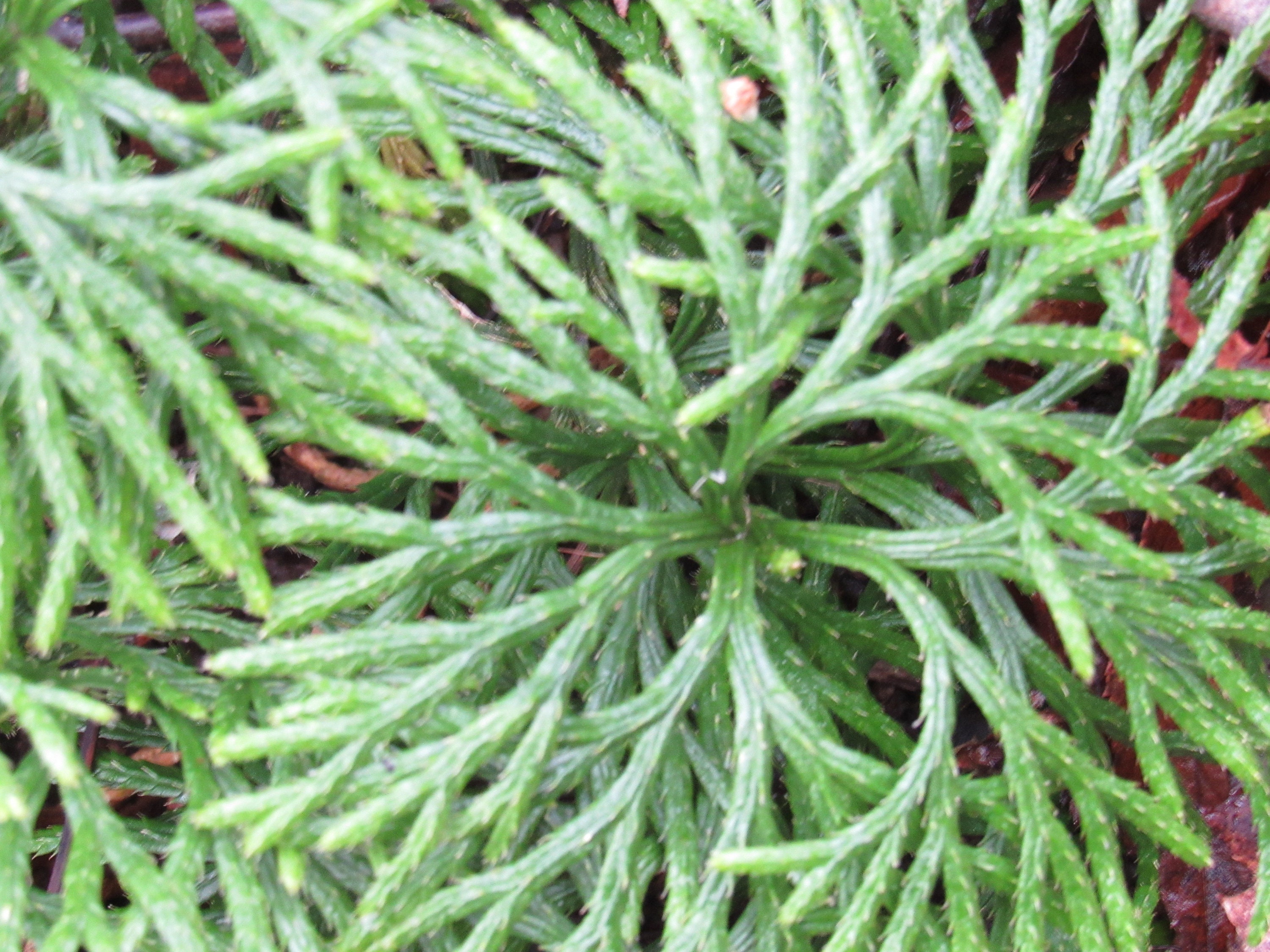 Club Moss Plant
