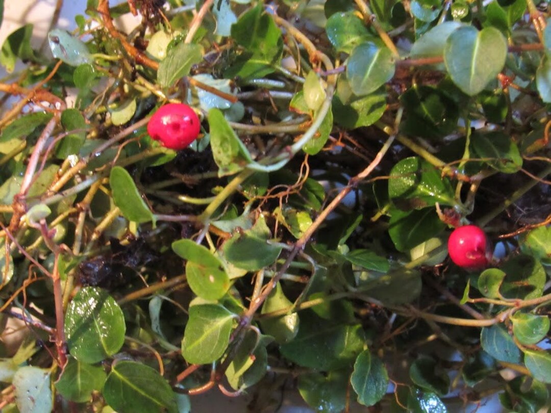 Partridge Berry Vine - Etsy