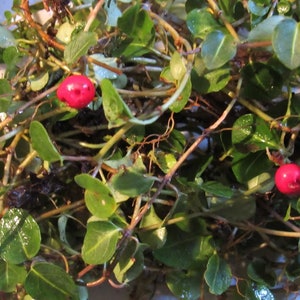 Partridge Berry Vine - Etsy