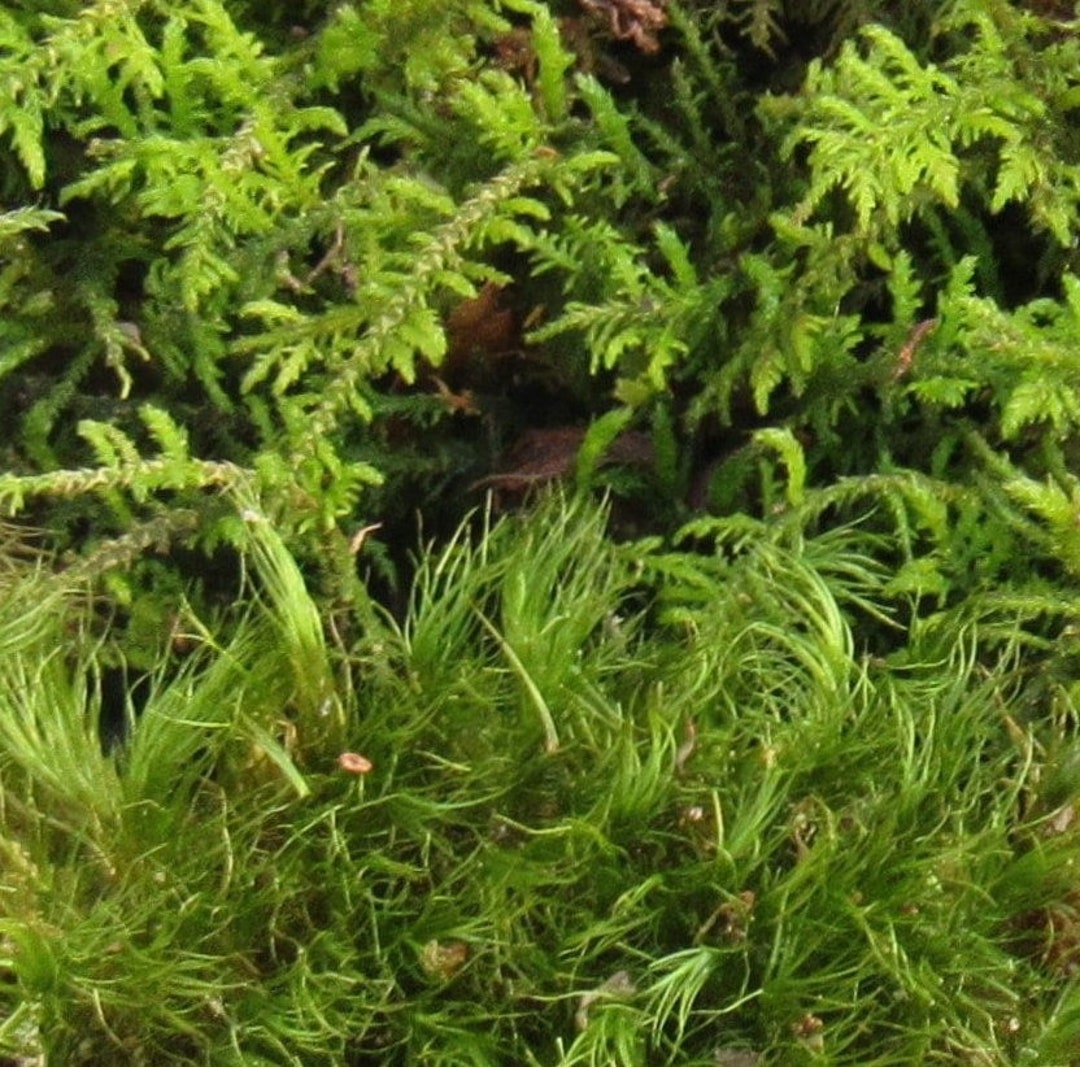 2 Varieties of Moss - Etsy