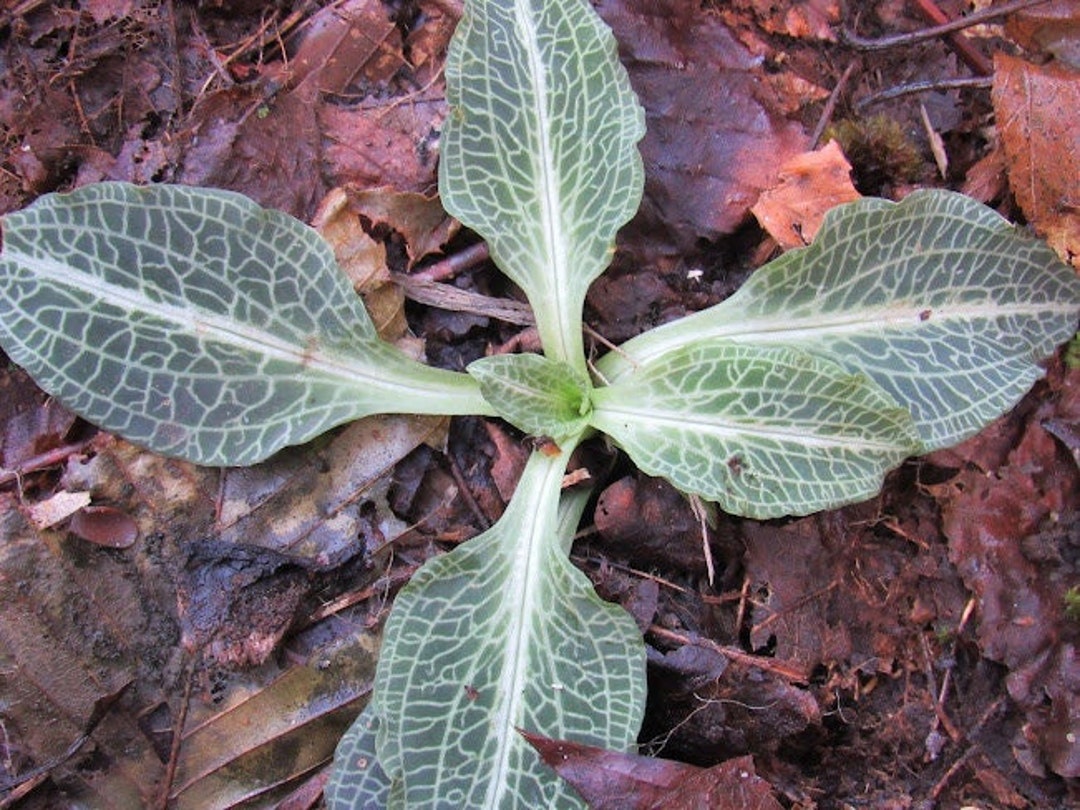 5 Rattle Snake Orchid Plants - Etsy