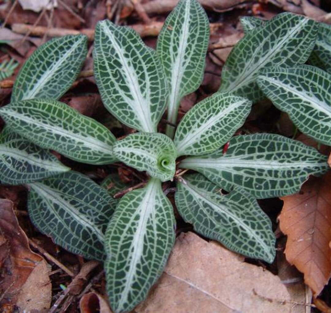 5 Rattle Snake Orchid Plants - Etsy