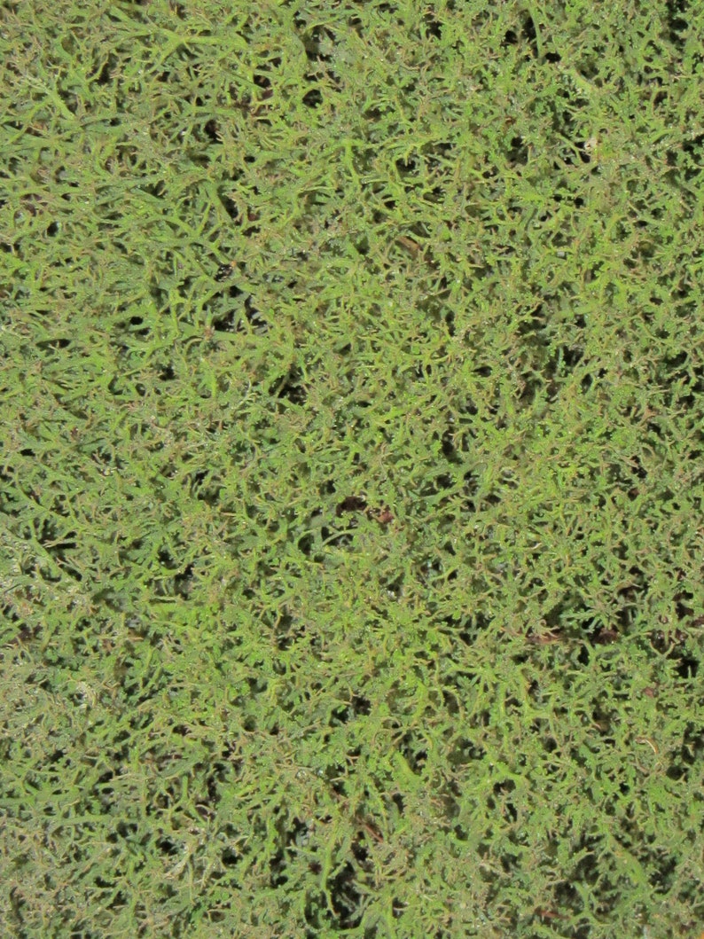 Reindeer Moss - Etsy