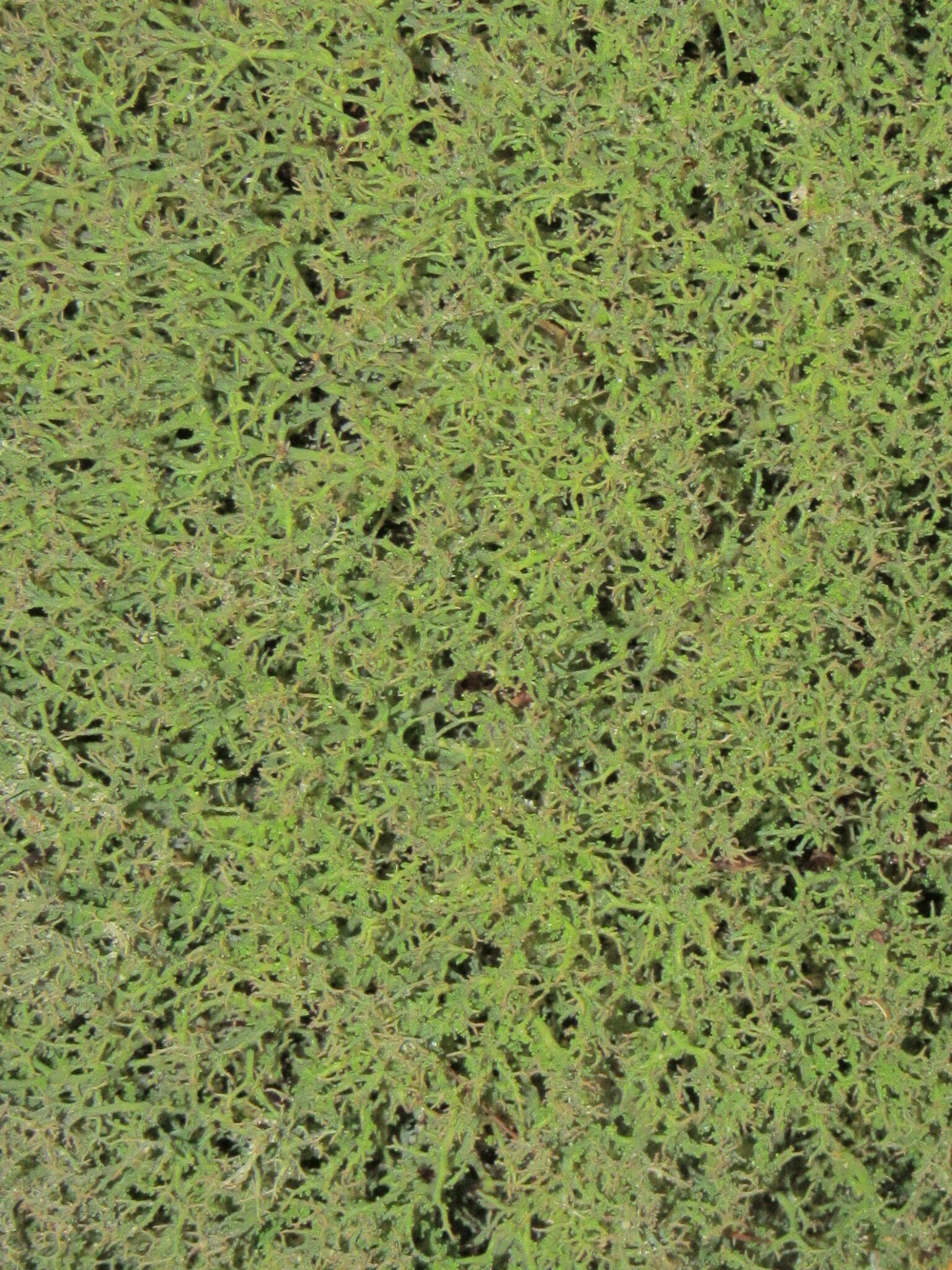 Reindeer Moss - Etsy