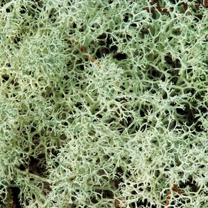 Reindeer Moss - Etsy
