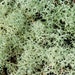 Reindeer Moss - Etsy
