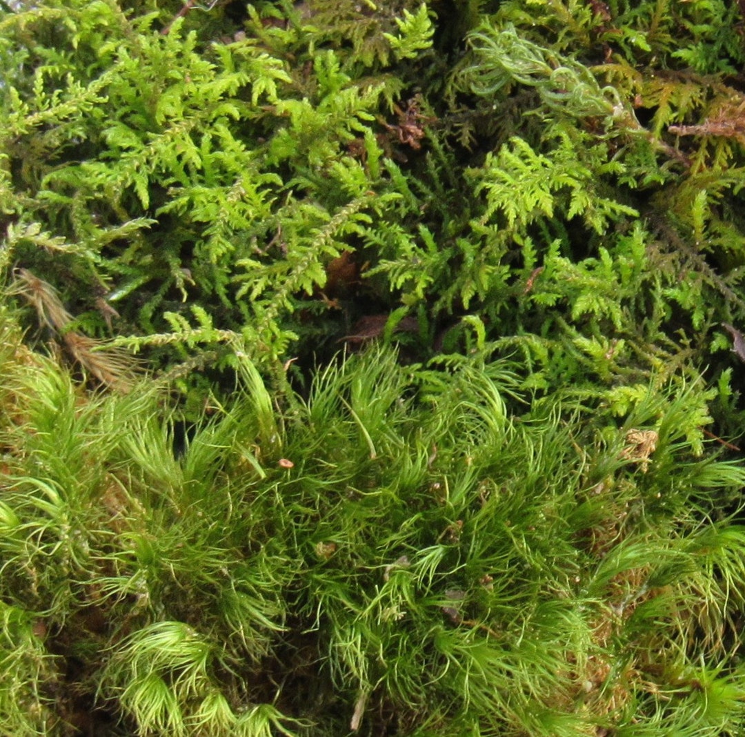 2 Varieties of Moss - Etsy