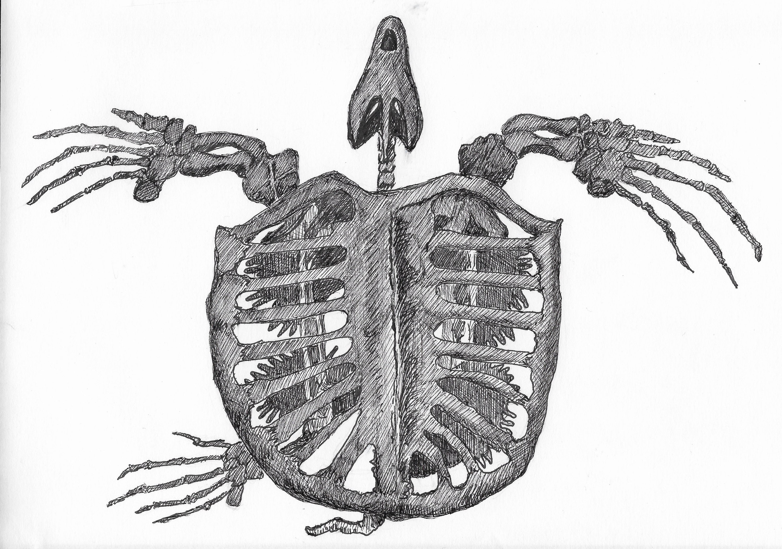 Prehistoric Turtle Skeleton