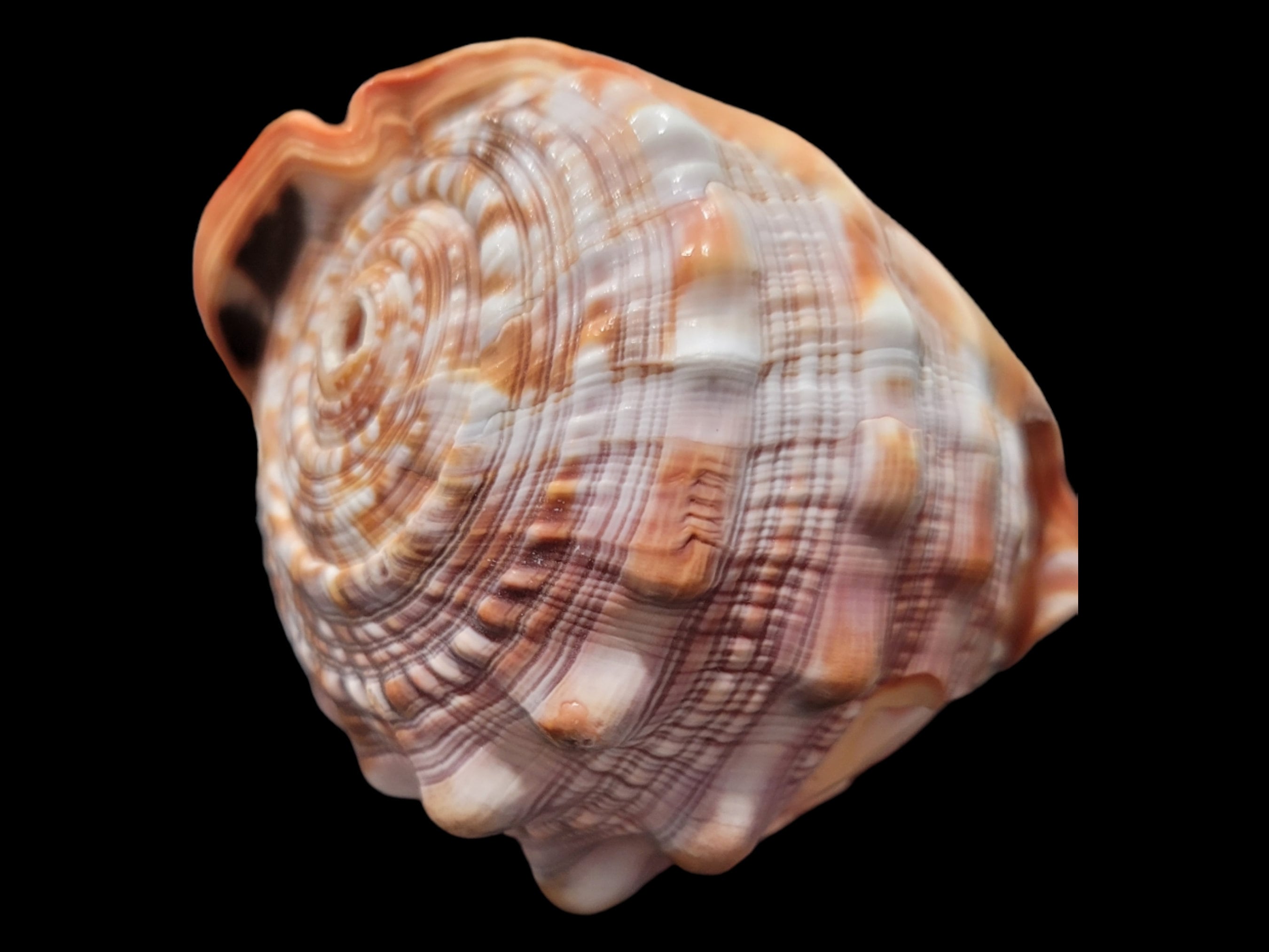 Vintage Italian Hand Carved Conch Shell Cameo Stunning - Etsy